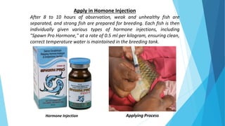 Fish hatchery Presentation template.pptx