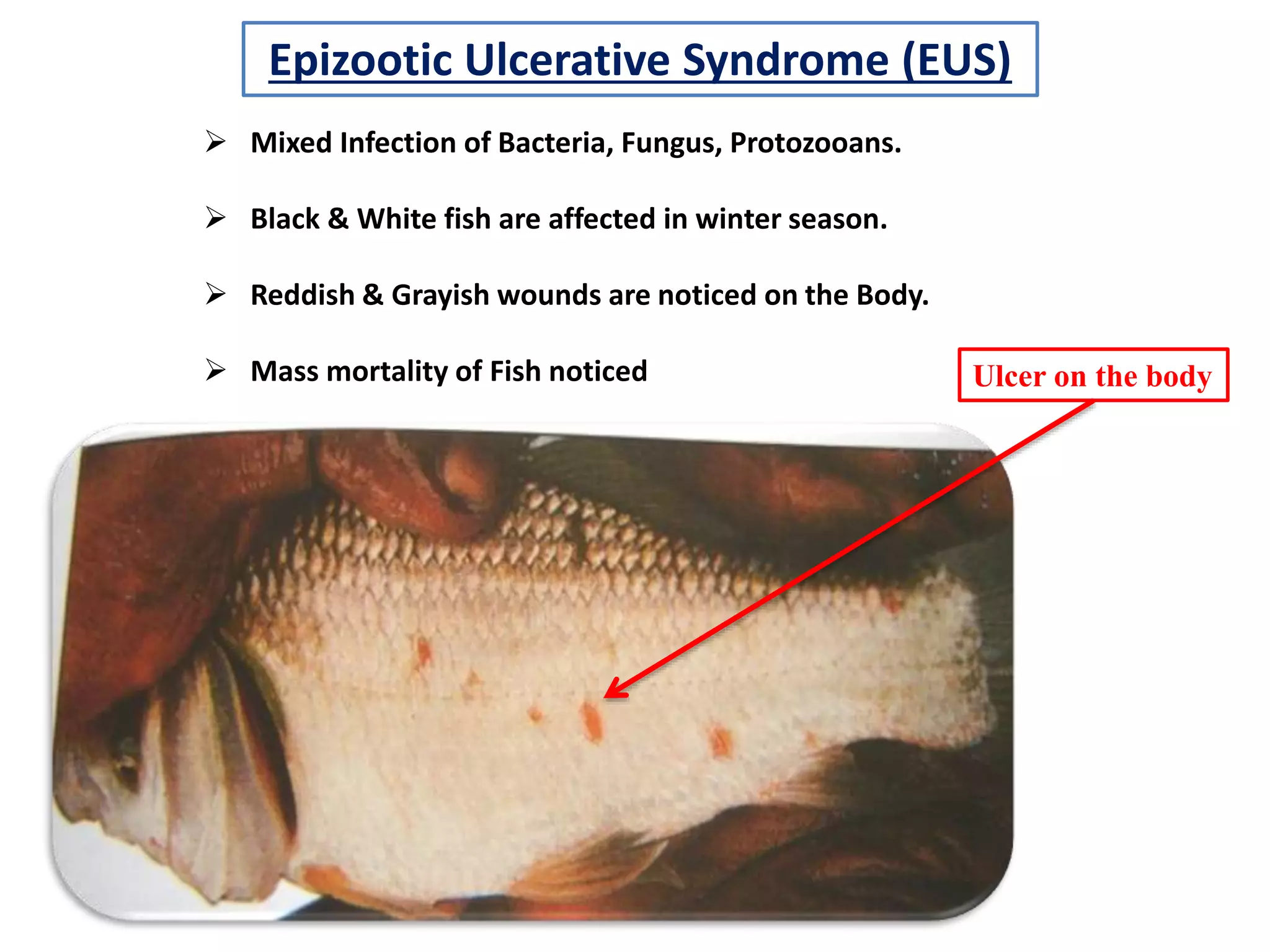 Fish Health Management with Farmers Perspective | PPTX