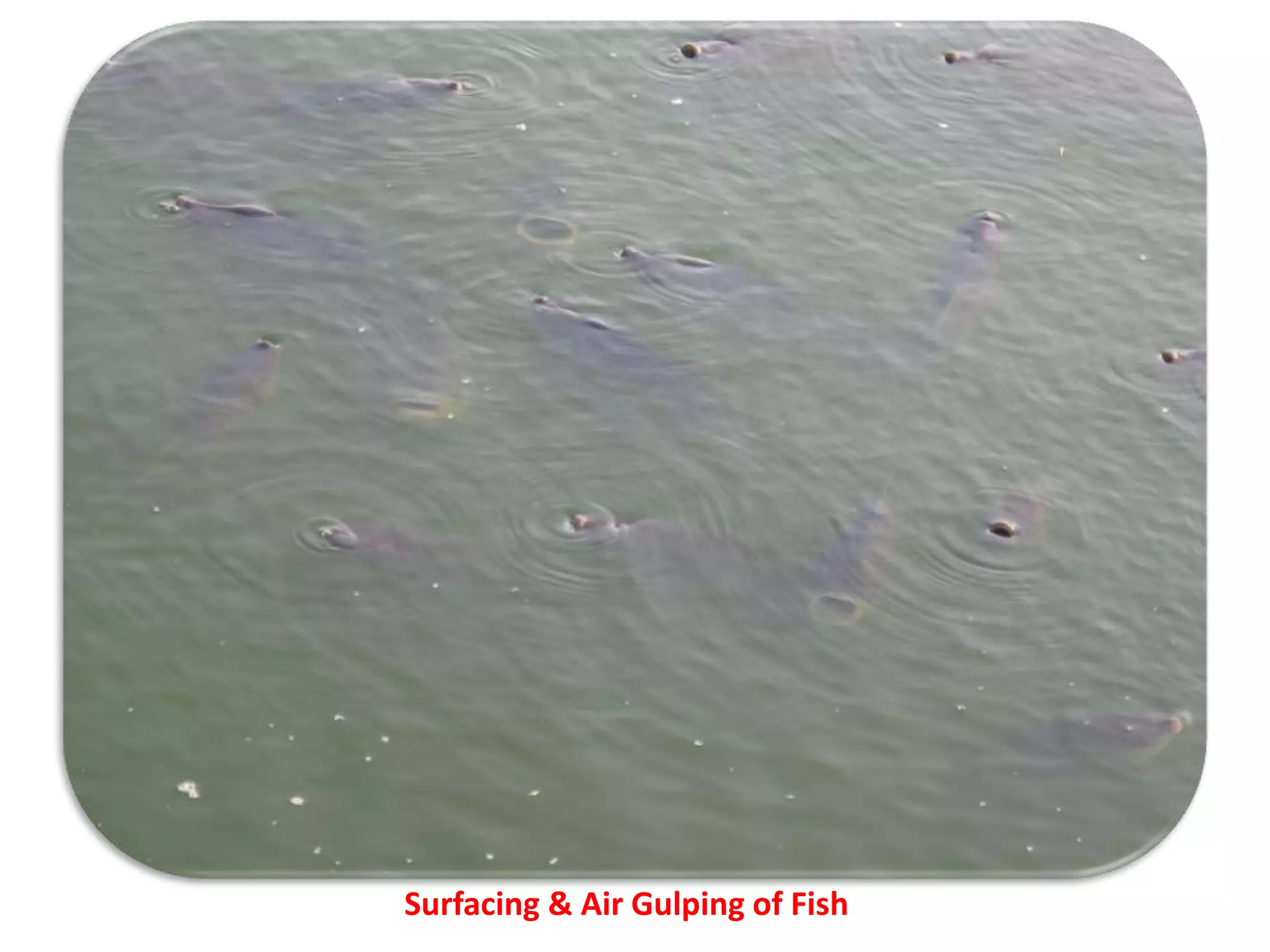 Fish Health Management with Farmers Perspective | PPTX