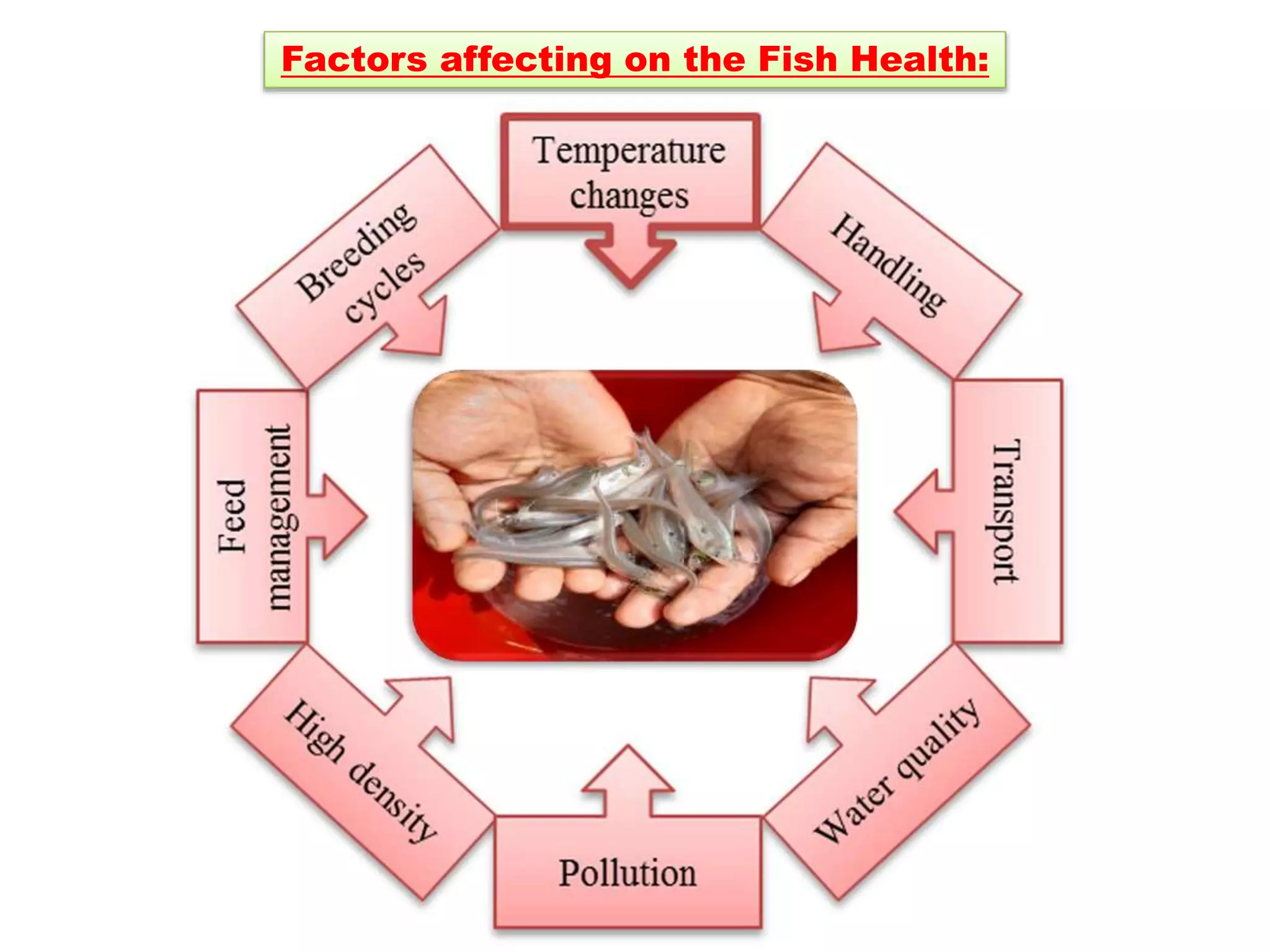 Fish Health Management with Farmers Perspective | PPTX