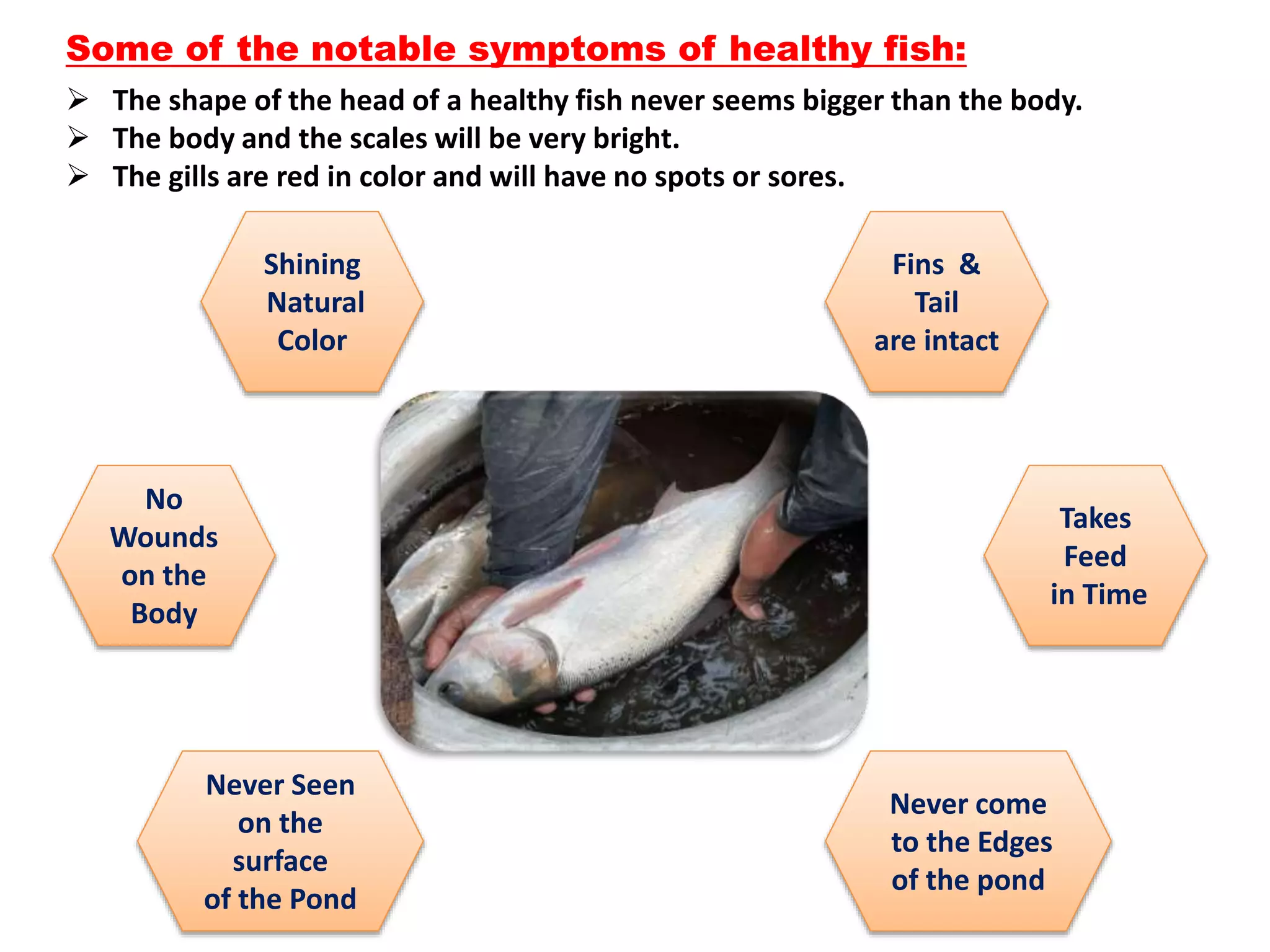 Fish Health Management with Farmers Perspective | PPTX