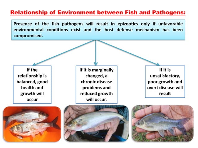 Fish Health Management with Farmers Perspective | PPTX