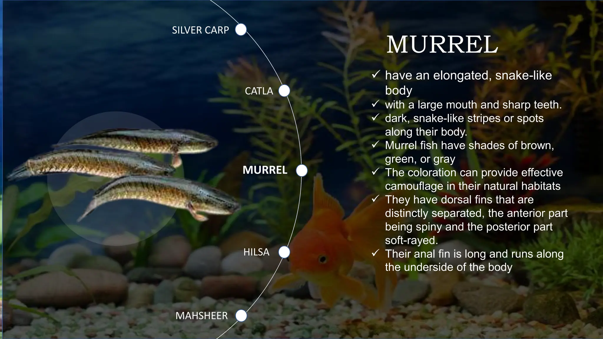 FISH IDENTIFICATION: 10 fish of Pakistan | PPTX