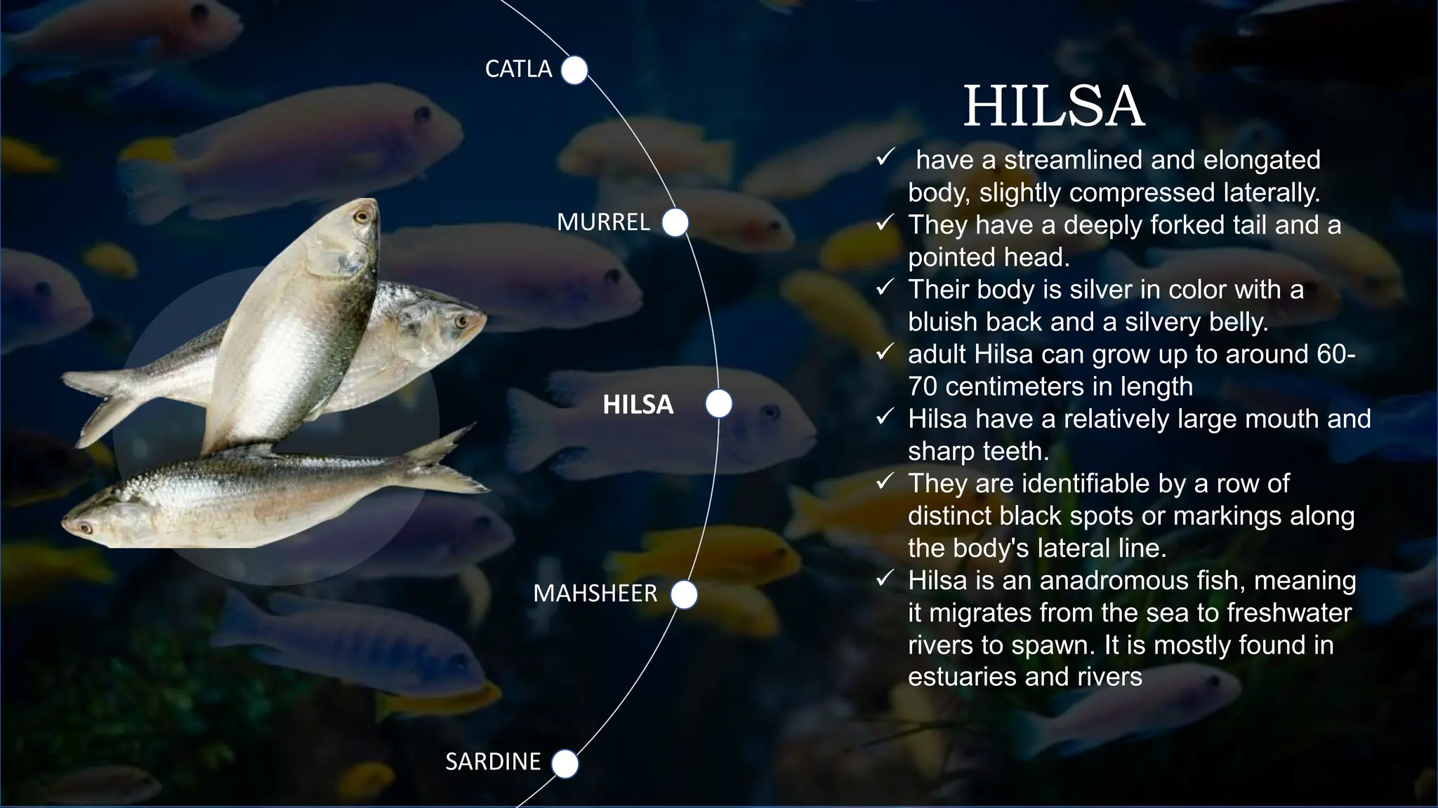 FISH IDENTIFICATION: 10 fish of Pakistan | PPTX
