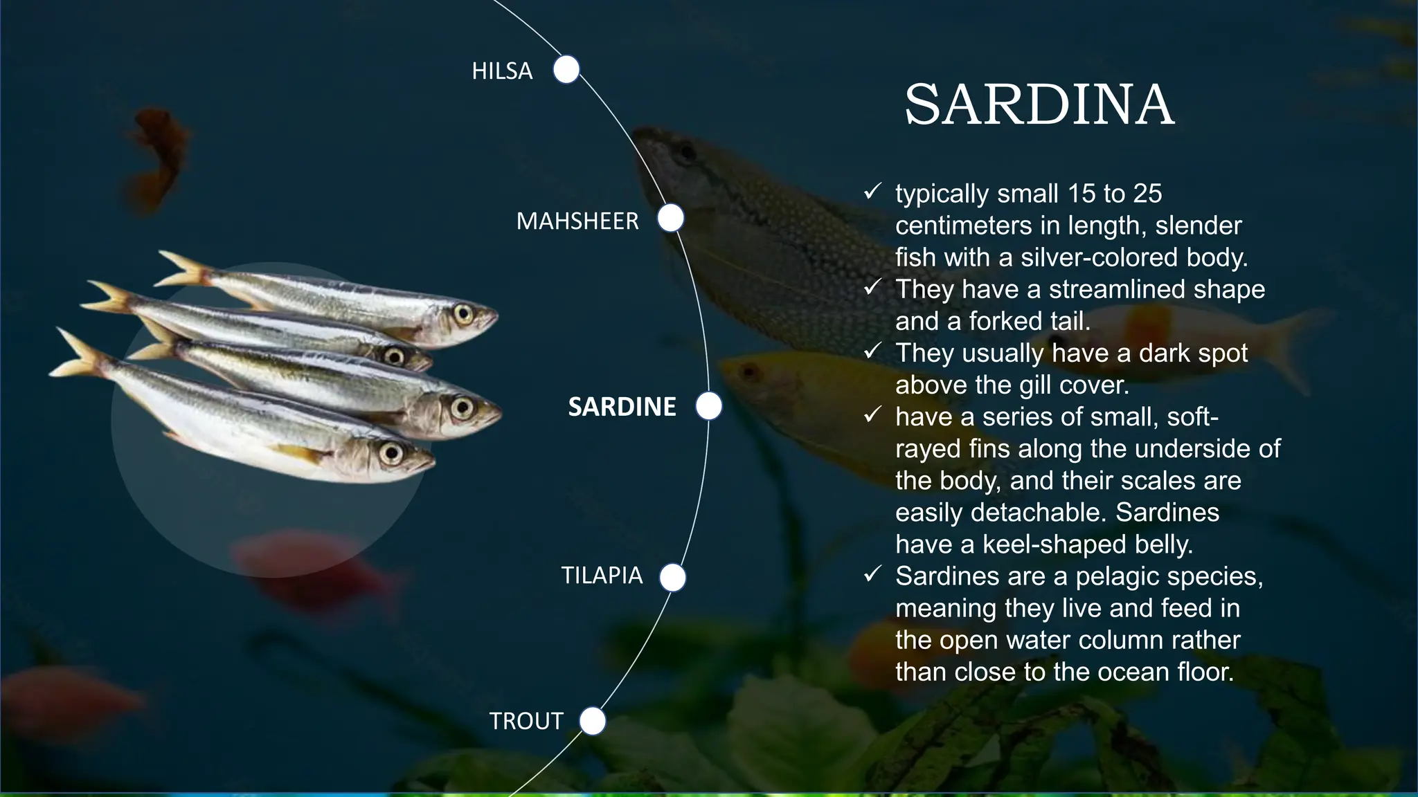 FISH IDENTIFICATION: 10 fish of Pakistan | PPTX