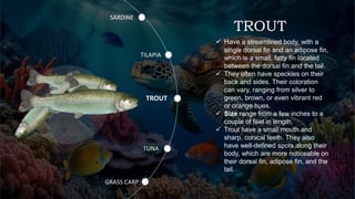 FISH IDENTIFICATION: 10 fish of Pakistan | PPTX | Fish and Aquariums | Pets