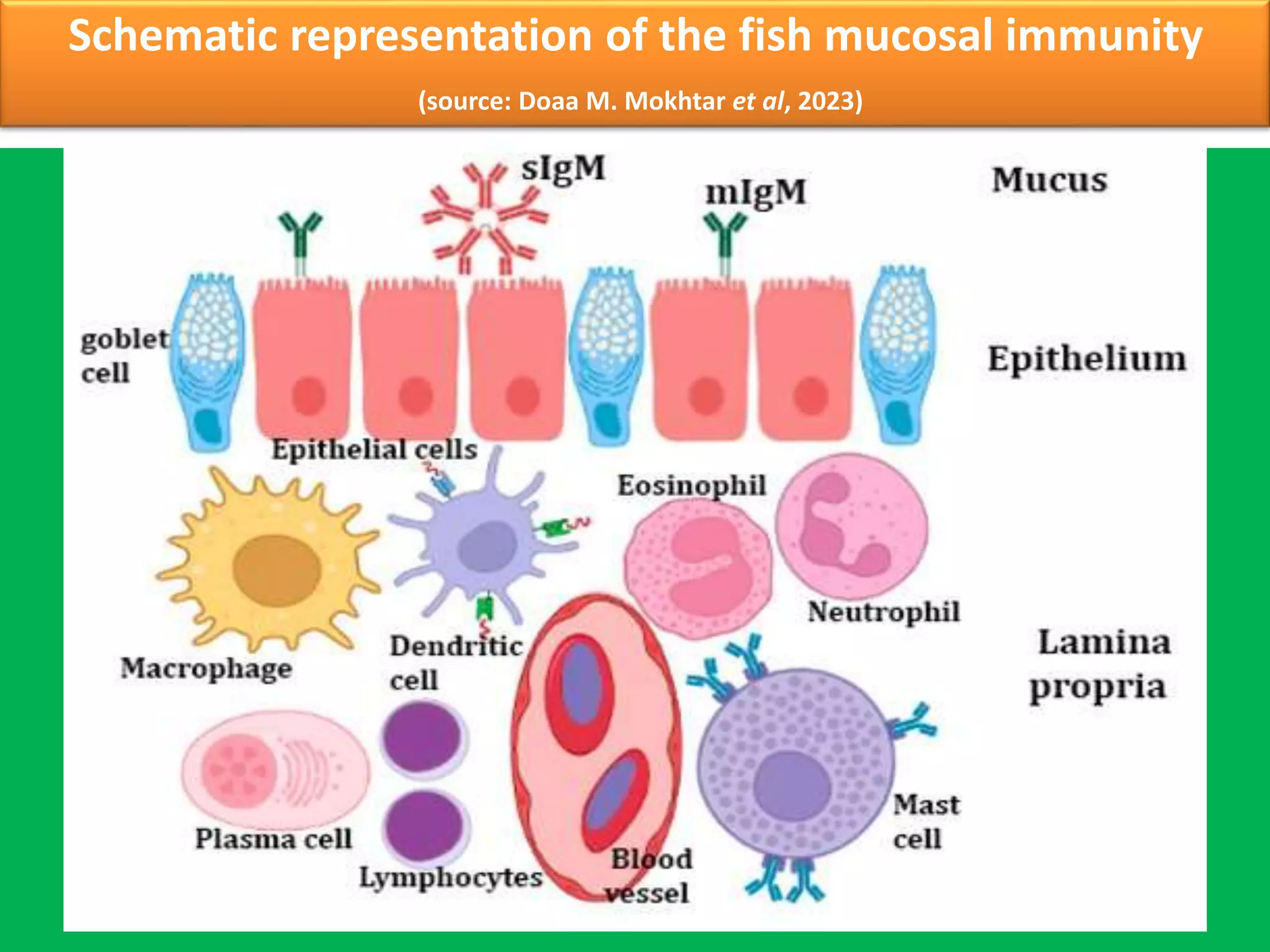 Fish immune system in improving health and aquaculture production.pptx ...