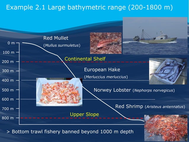 Fishing impact on fish communities | PPT