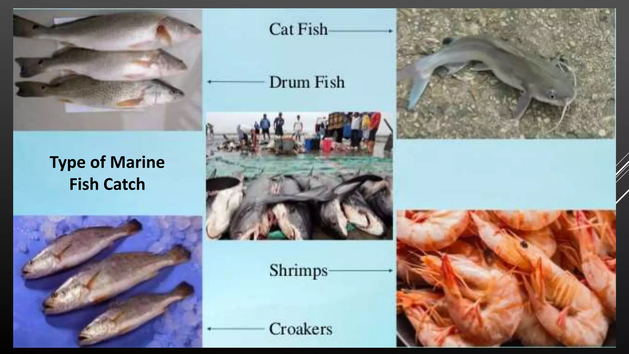 Fishing industry | PPT