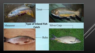 Fishing industry | PPT