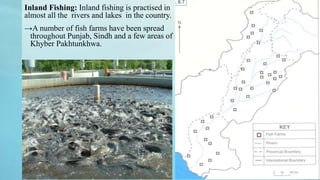 Fishing industry of Pakistan | PPTX