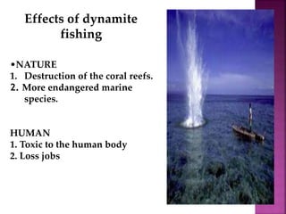 Effects Of Dynamite Fishing