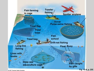 How have overfishing and non-sustainable fishing methods affected our ...