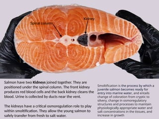 Fish Internal Anatomy_ compressed96.pptx