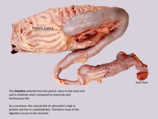 Fish Internal Anatomy_ compressed96.pptx