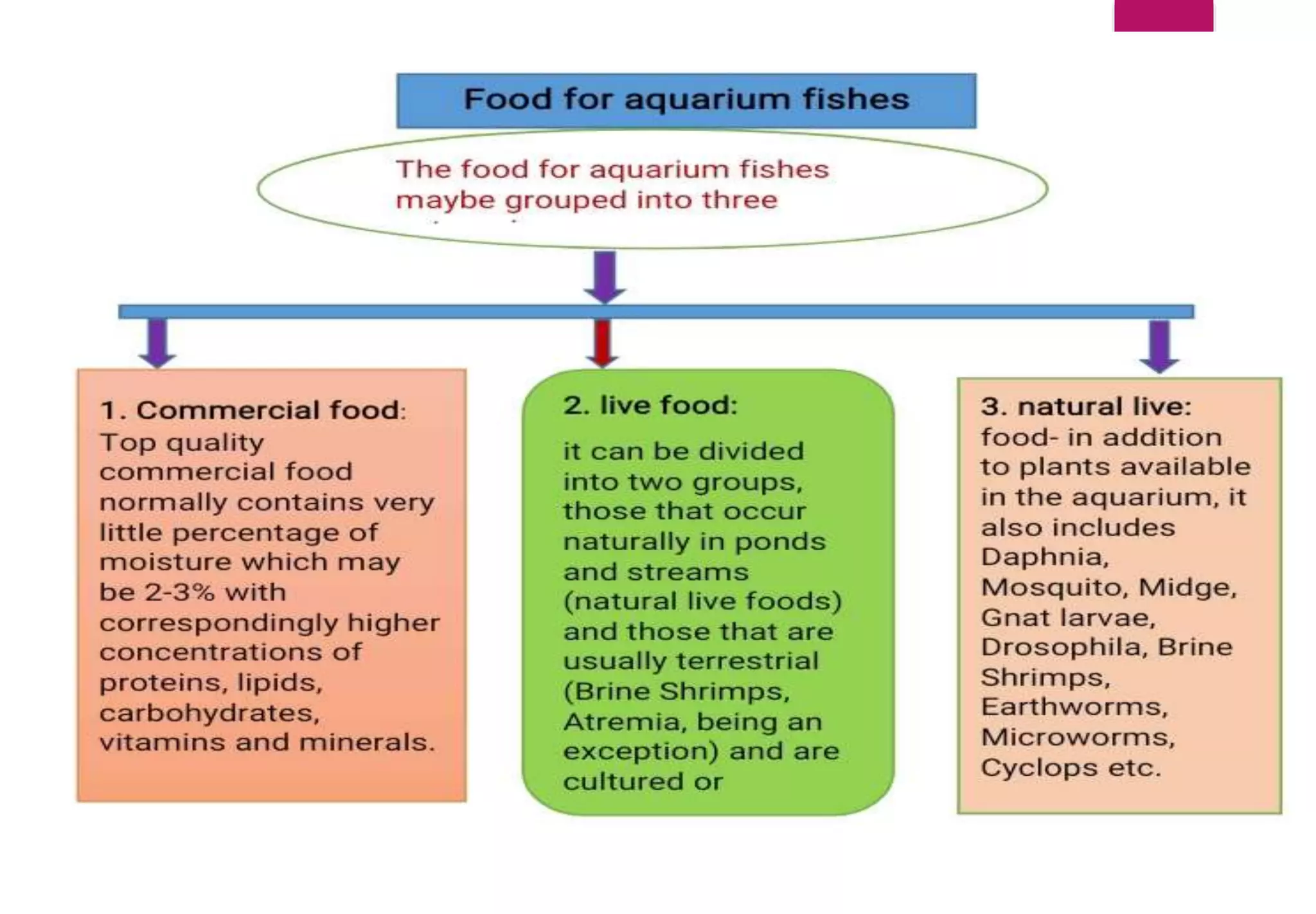 aquarium | PPTX
