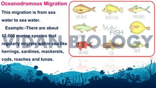 Fish migration (Animal Behavior) Catadromous, Anadromous | PDF