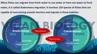 Fish migration (Animal Behavior) Catadromous, Anadromous | PDF
