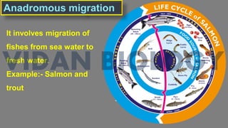 Fish migration (Animal Behavior) Catadromous, Anadromous | PDF