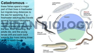 Fish migration (Animal Behavior) Catadromous, Anadromous | PDF