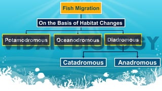 Fish migration (Animal Behavior) Catadromous, Anadromous | PDF