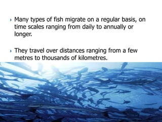 Fish migration | PPT