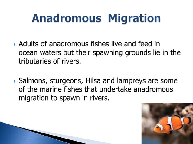 Fish migration | PPT