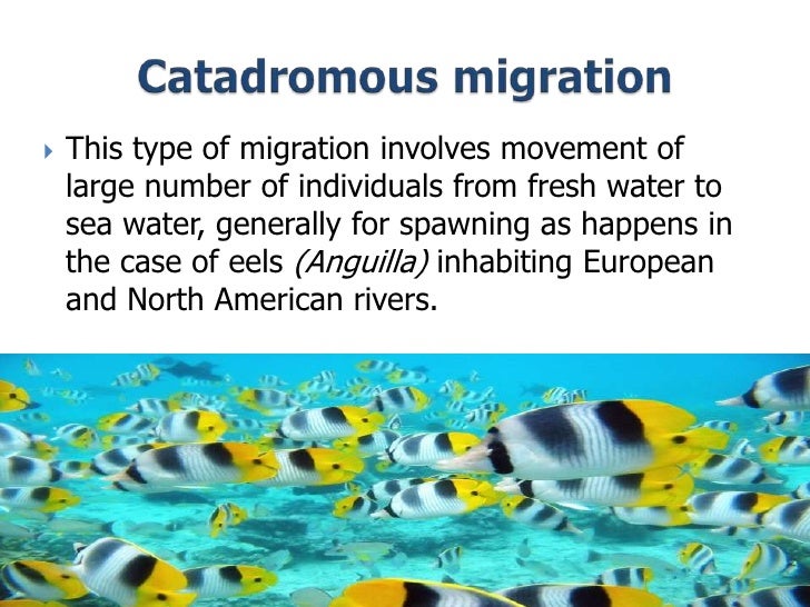 Fish migration