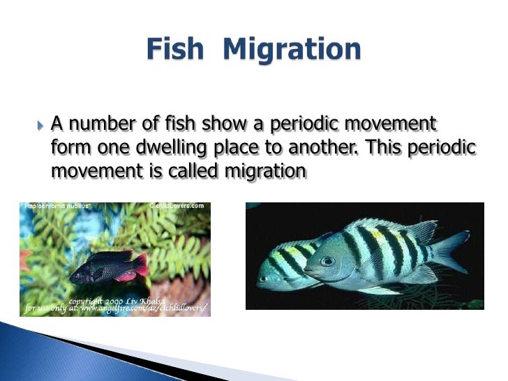 Fish migration