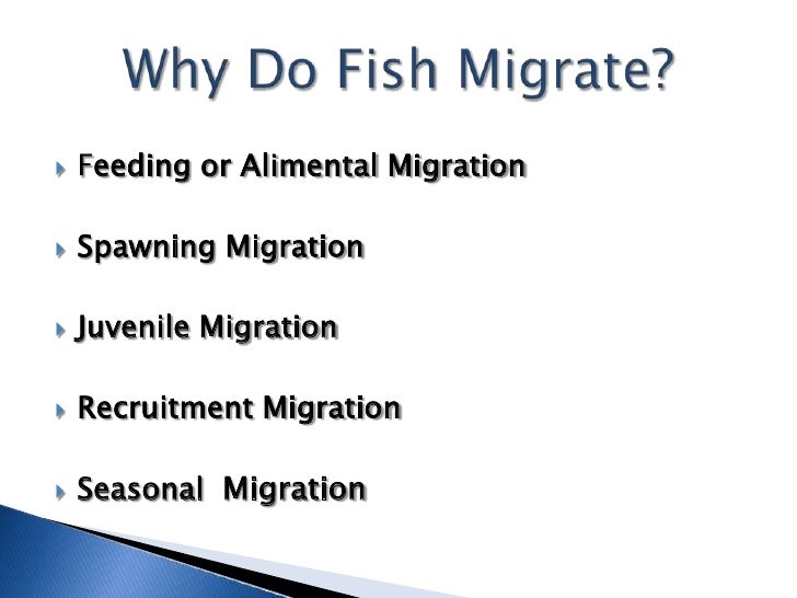 Fish migration