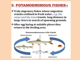 Fish migration | PPT