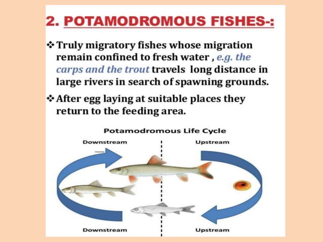 Fish migration | PPT