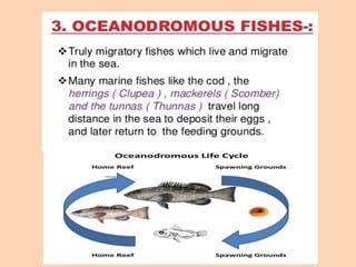 Fish migration | PPT