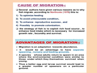 Fish migration | PPT