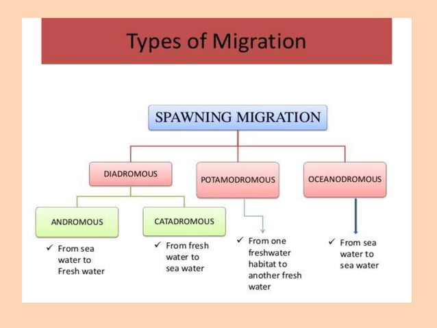 Fish migration | PPT