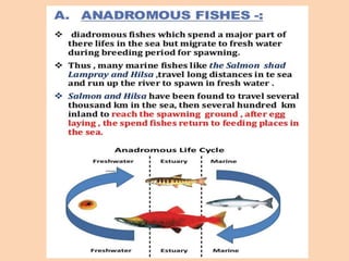 Fish migration | PPT