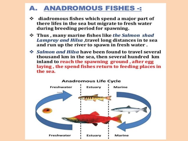 Fish migration | PPT