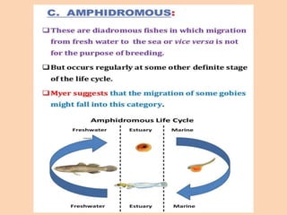 Fish migration | PPT