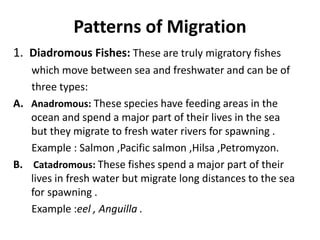 Fish Migration | PPTX