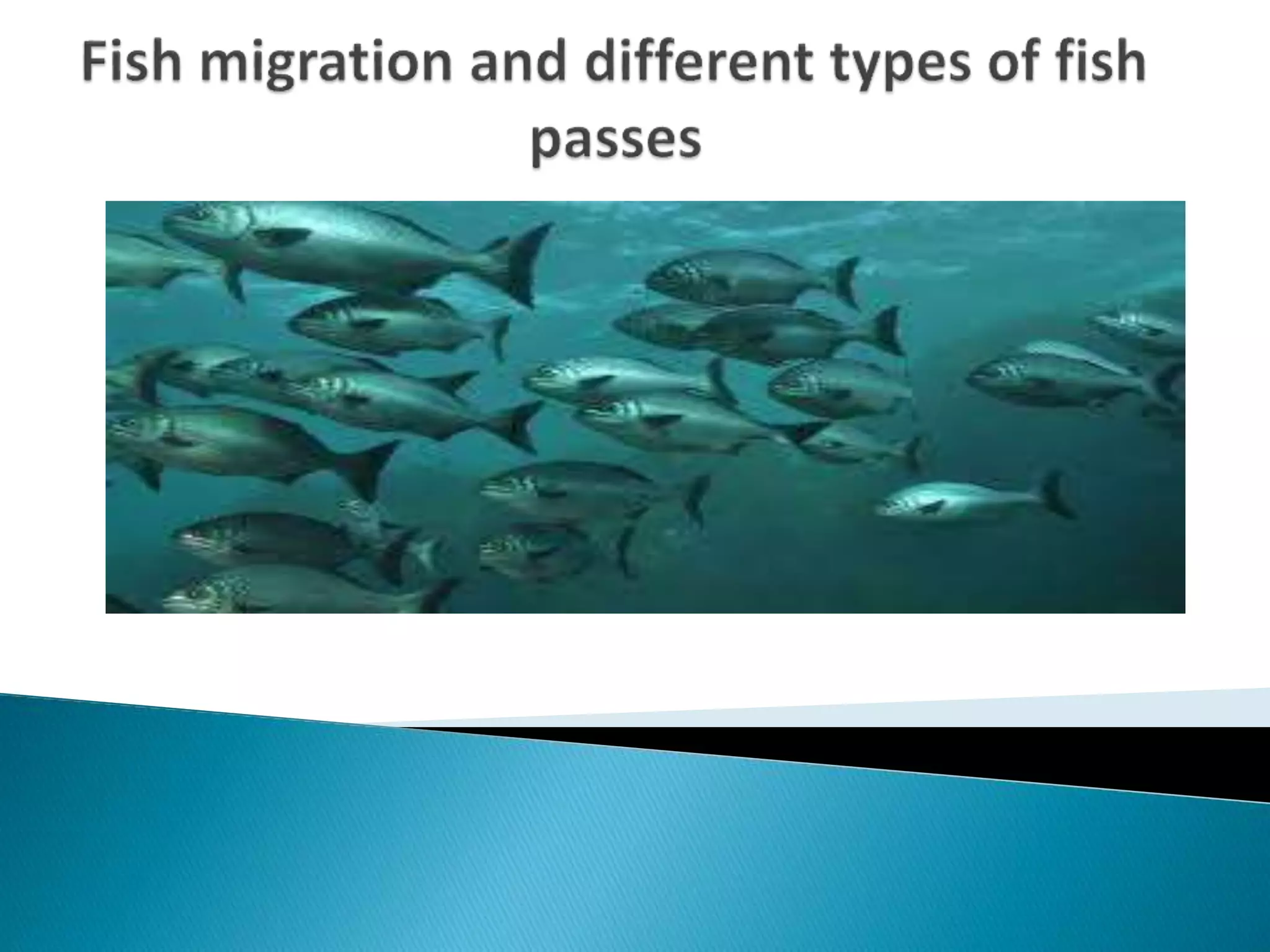 Fish migration and different types of fish passes | PPTX