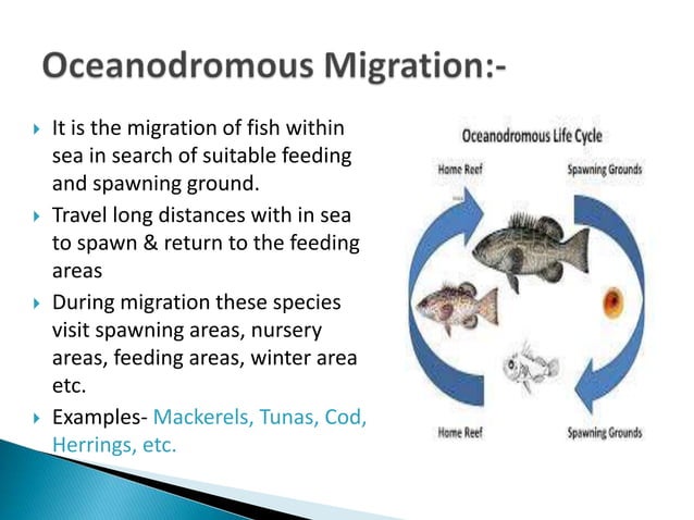 Fish migration and different types of fish passes | PPT