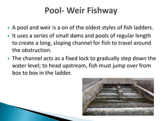 Fish migration and different types of fish passes | PPTX