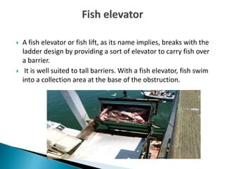 Fish migration and different types of fish passes | PPTX