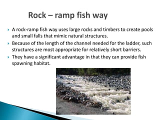 Fish migration and different types of fish passes | PPTX