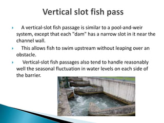 Fish migration and different types of fish passes | PPTX