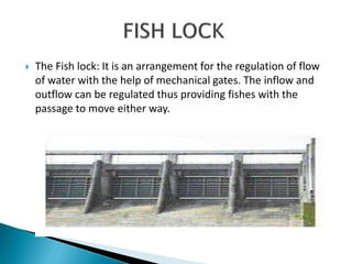 Fish migration and different types of fish passes | PPTX
