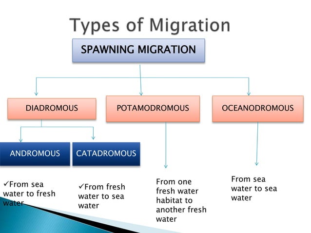 Fish migration and different types of fish passes | PPTX
