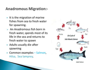 Fish migration and different types of fish passes | PPTX