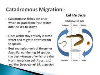 Fish migration and different types of fish passes | PPTX