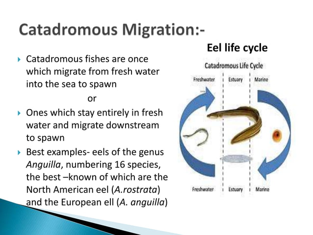 Fish migration and different types of fish passes | PPTX